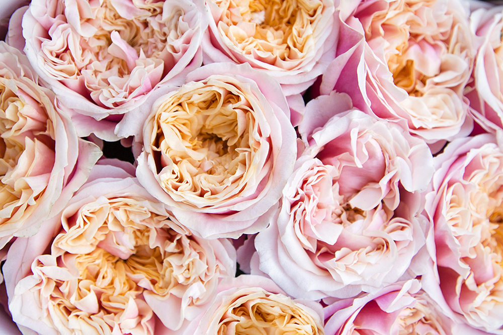 VIP Roses - Bon Bloemen