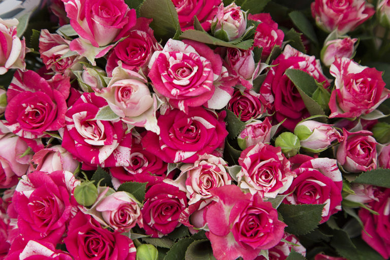 Pink Spray Roses - Bon Bloemen
