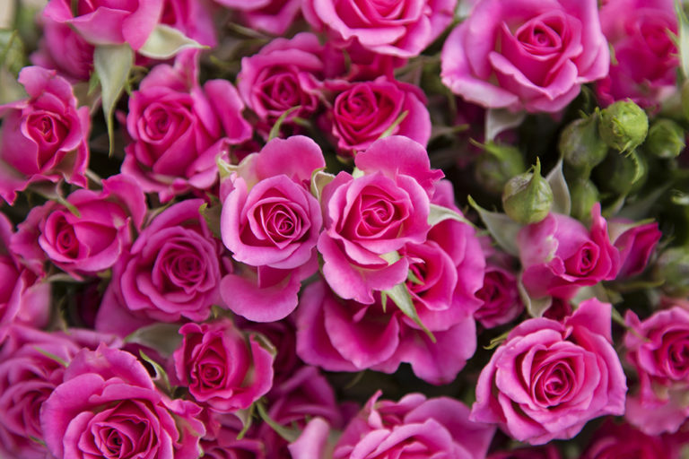 Pink Spray Roses - Bon Bloemen
