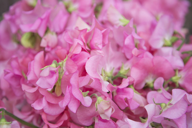 Sweet Peas - Bon Bloemen